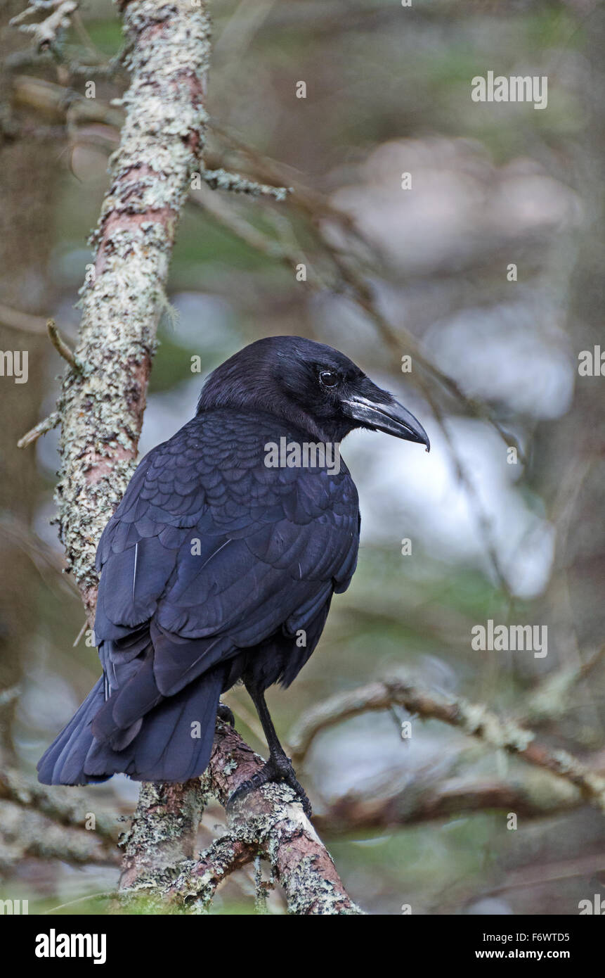 American crow hi-res stock photography and images - Alamy