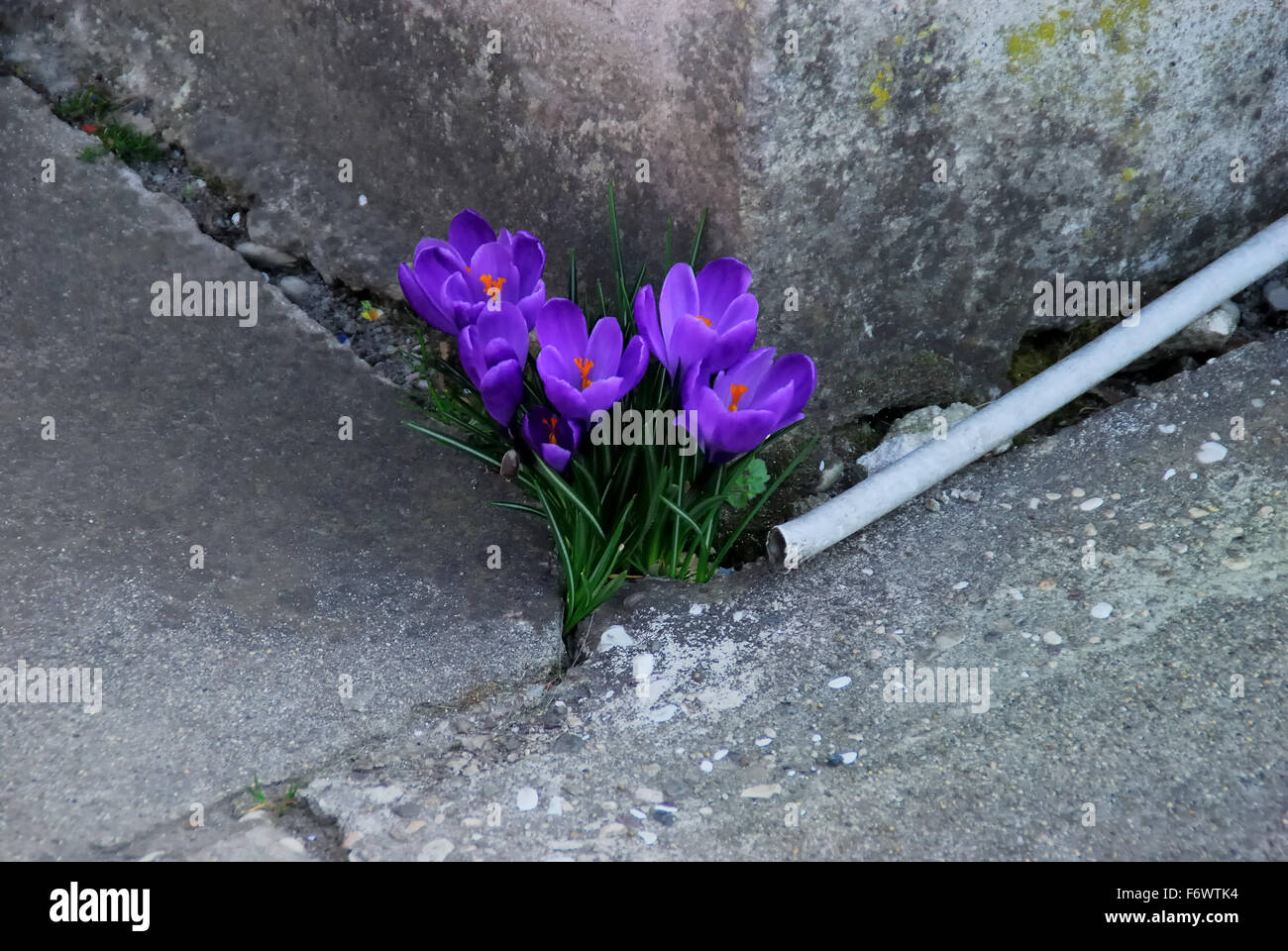 Crocus vernus (Spring Crocus, Giant Crocus) is a species in Family ...