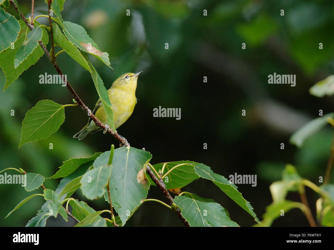 Cute perched yellow warbler amongst green leaves Stock Photo - Alamy