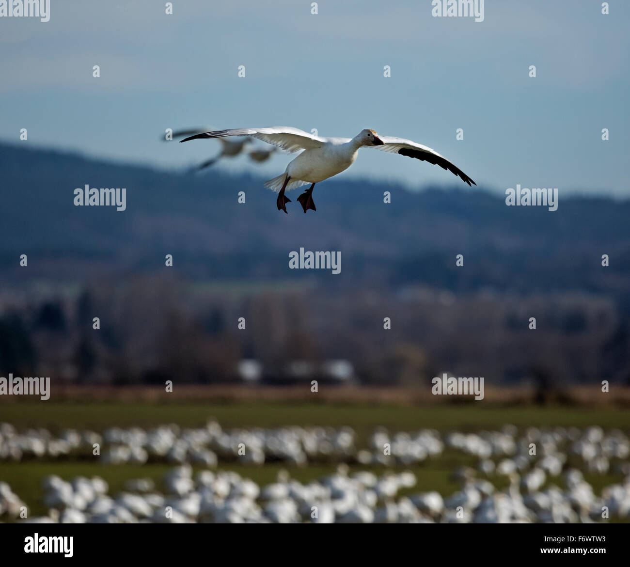WA12059-00...WASHINGTON - A snow geese flying from the back of the ...