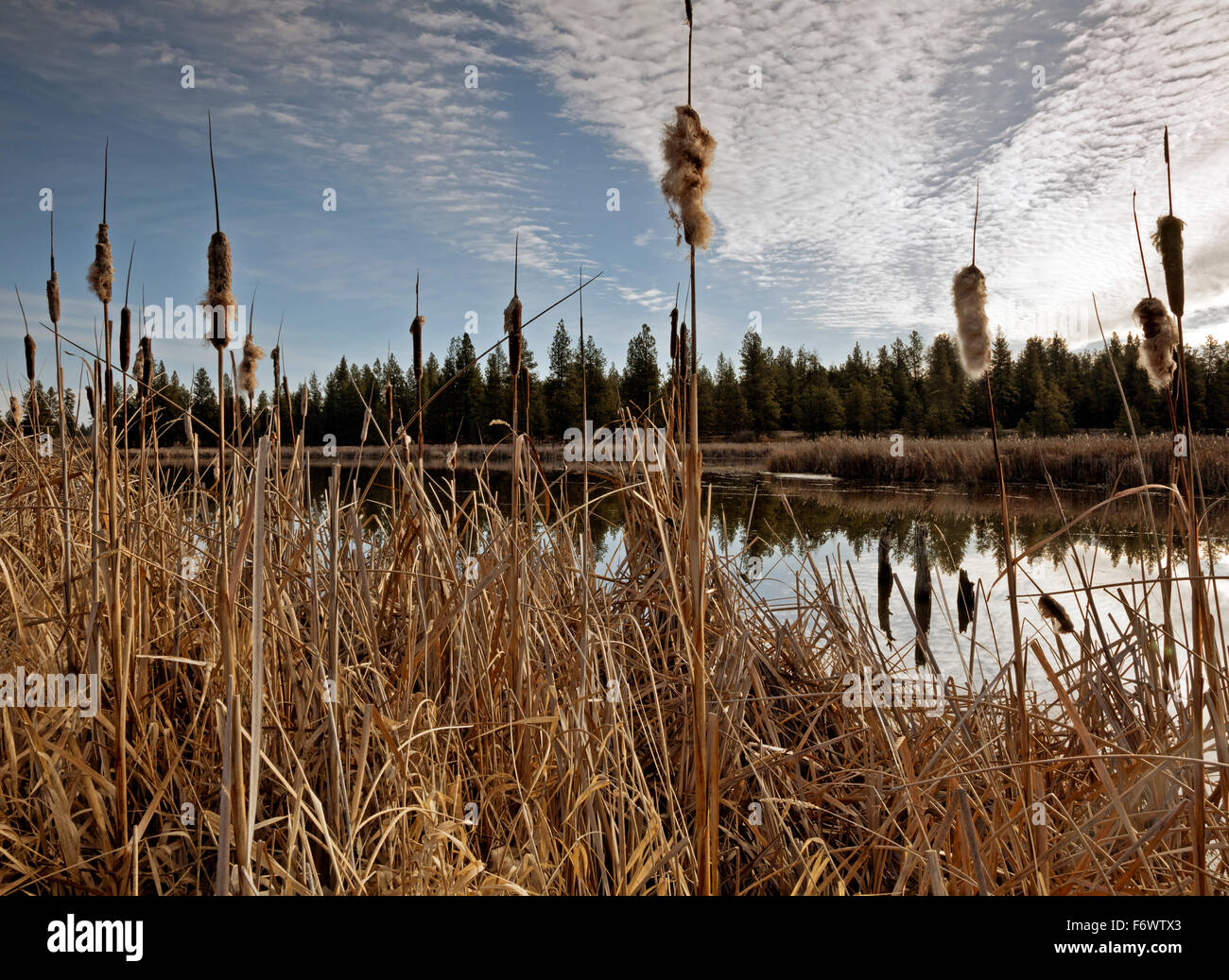 Cattails hi-res stock photography and images - Alamy