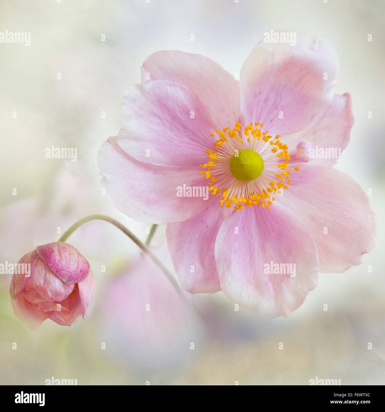 Japanese anemone flower hi-res stock photography and images - Alamy
