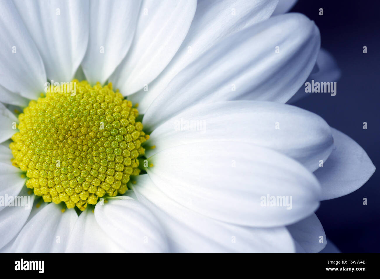 Beautiful daisy flower macro - blue tone Stock Photo - Alamy