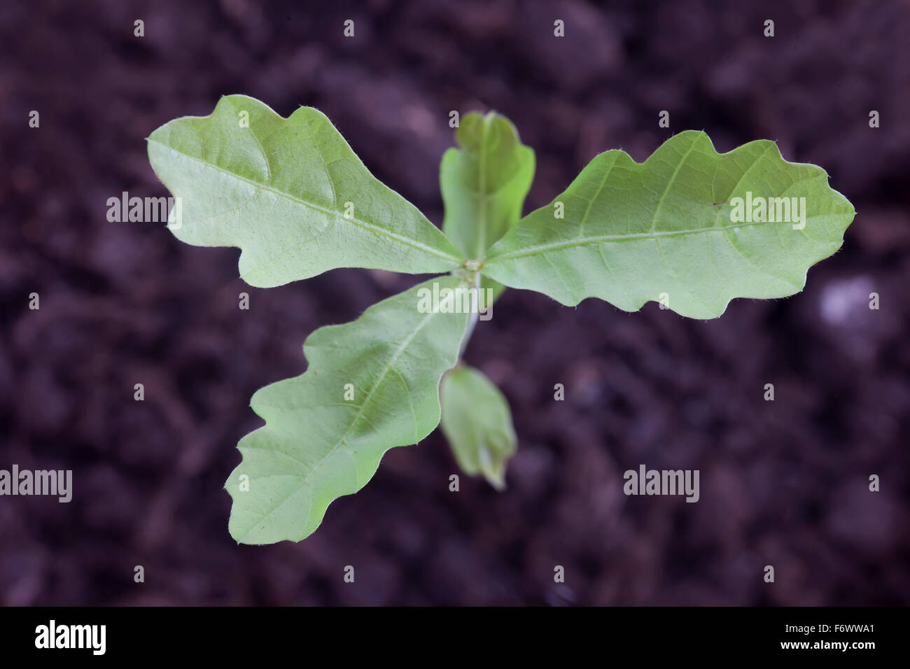 The oak sprout in a flower pot Stock Photo - Alamy