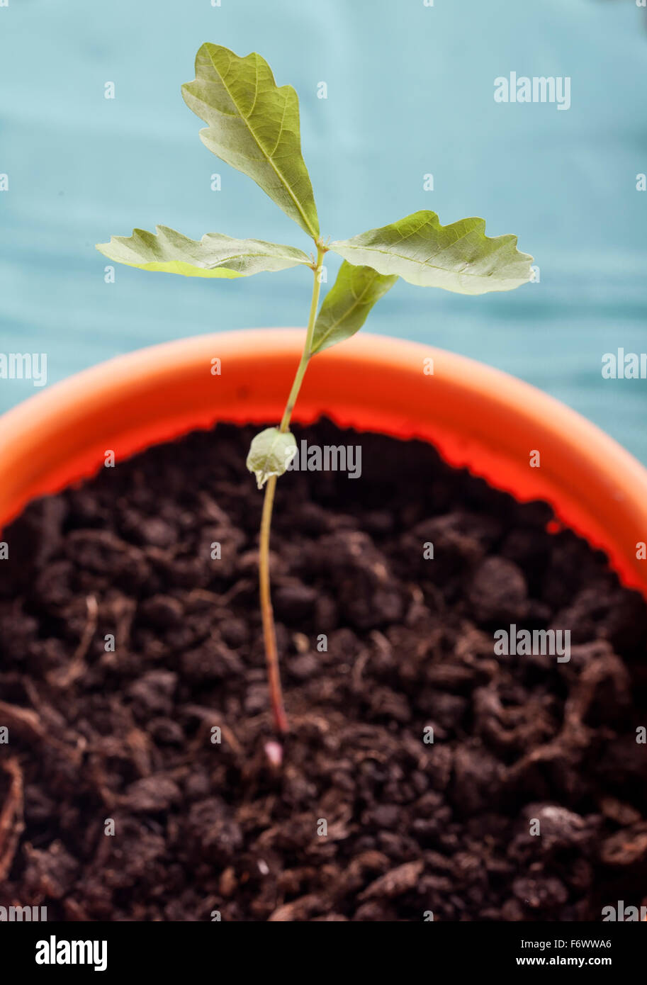 The oak sprout in a flower pot Stock Photo - Alamy