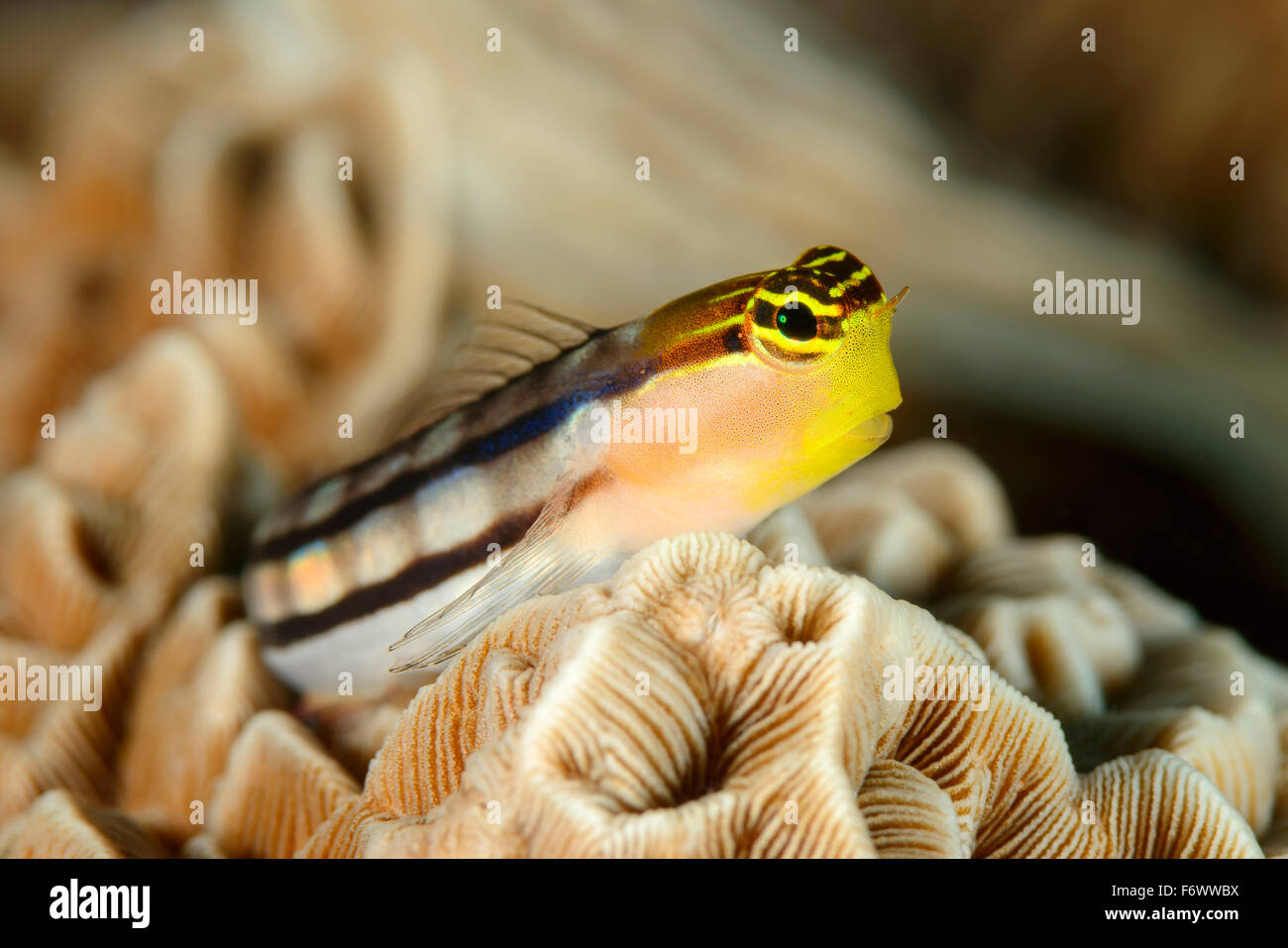 Bathi hi-res stock photography and images - Alamy