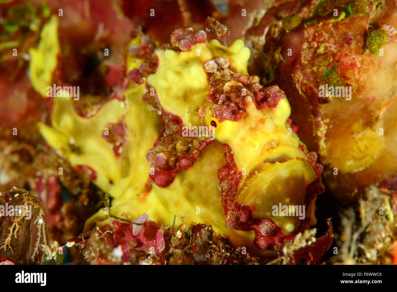 Antennarius maculatus, Wartskin or Warty frogfish, anglerfish, Alor ...