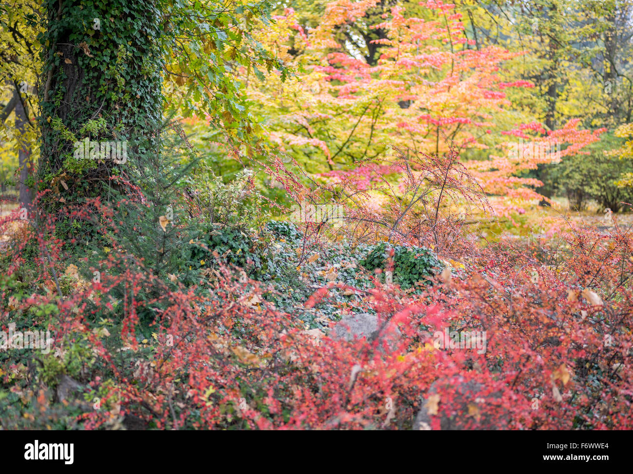 Fall foliage on trees hi-res stock photography and images - Alamy