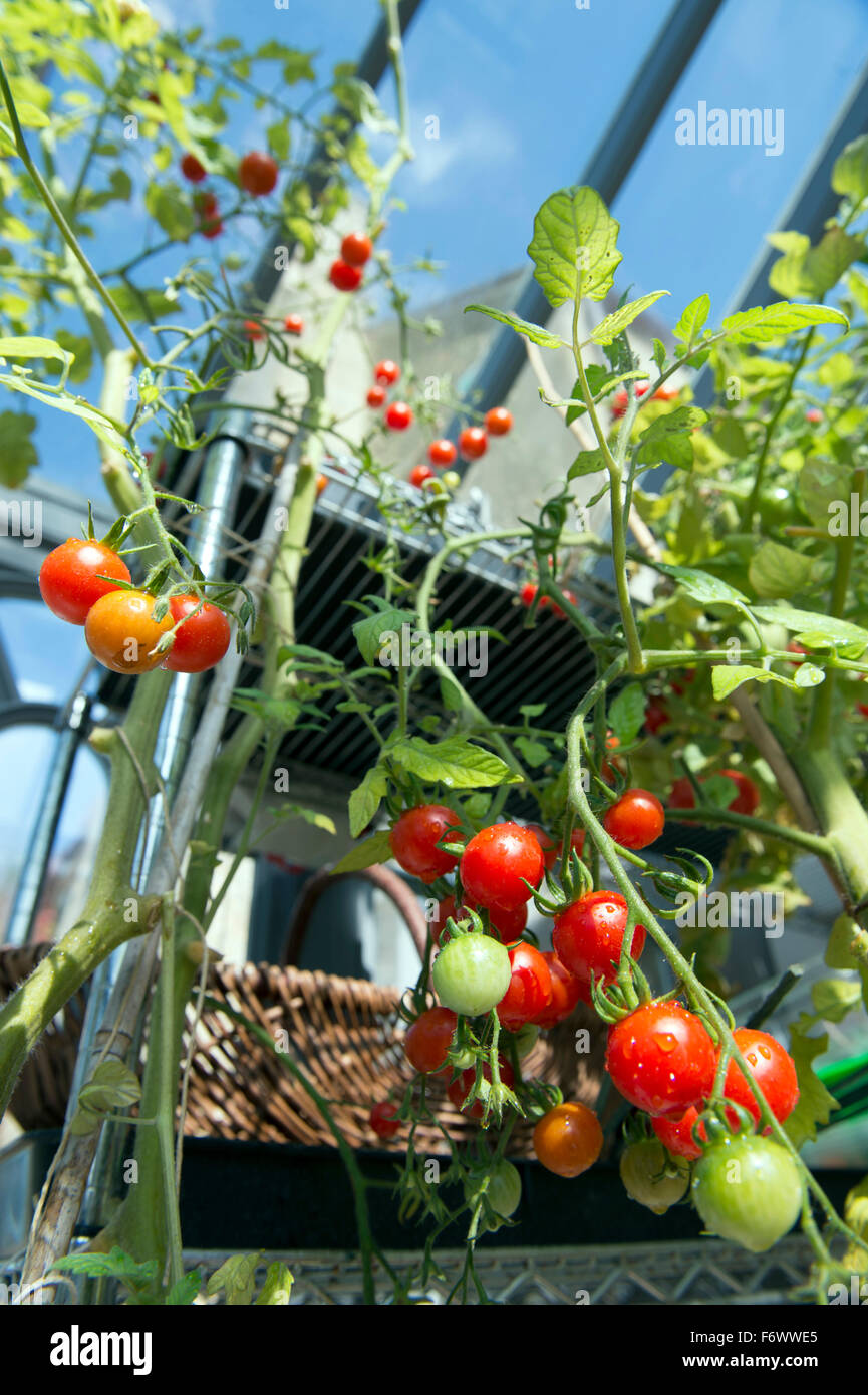 English vine tomatoes hi-res stock photography and images - Alamy