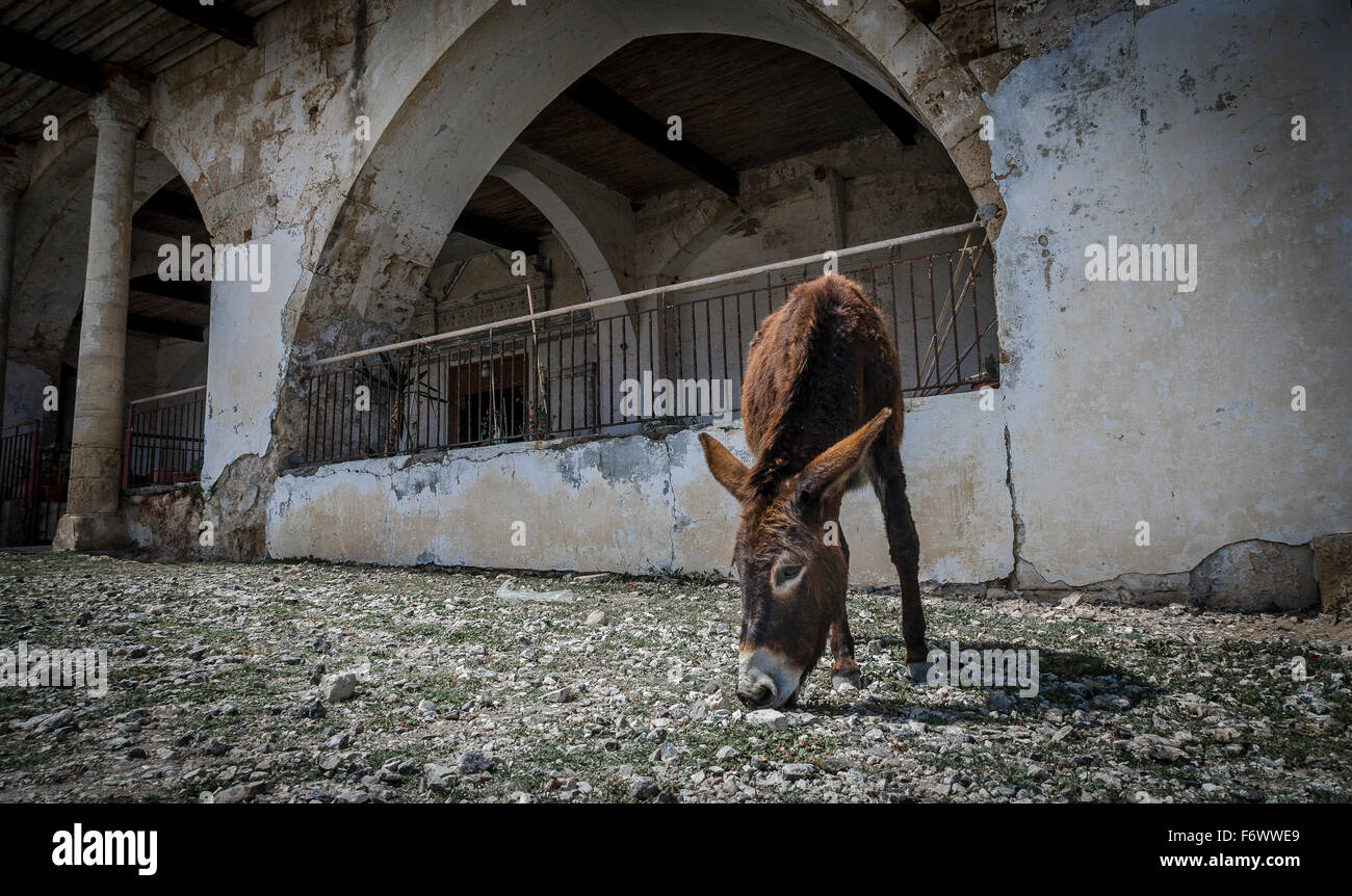 Donkey street hi-res stock photography and images - Alamy