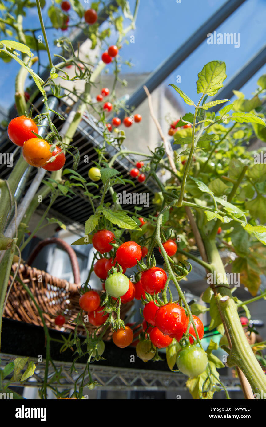 Growing tomatoes by the window hi-res stock photography and images - Alamy