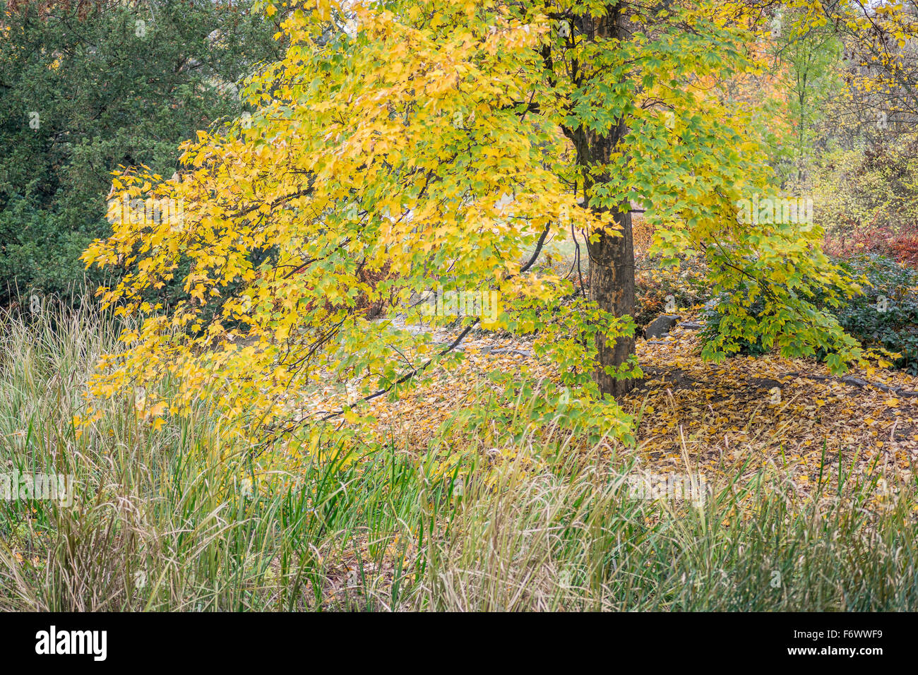 Multicolor autumn fall foliage on the trees and bushes Stock Photo - Alamy