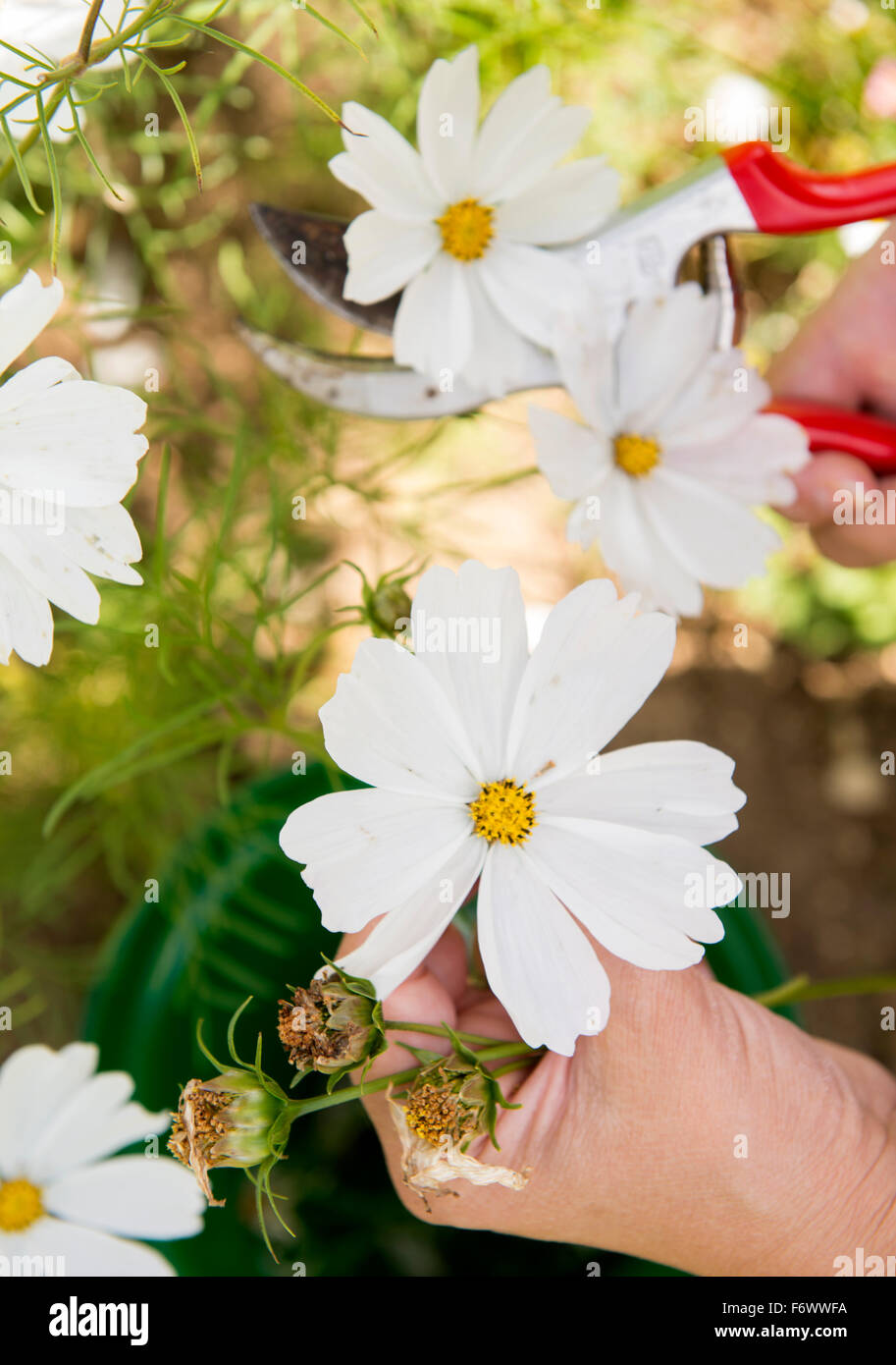 Dead-heading Cosmos with secateurs UK Stock Photo - Alamy