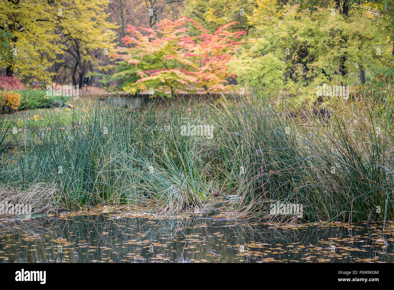 Fall foliage on trees hi-res stock photography and images - Alamy