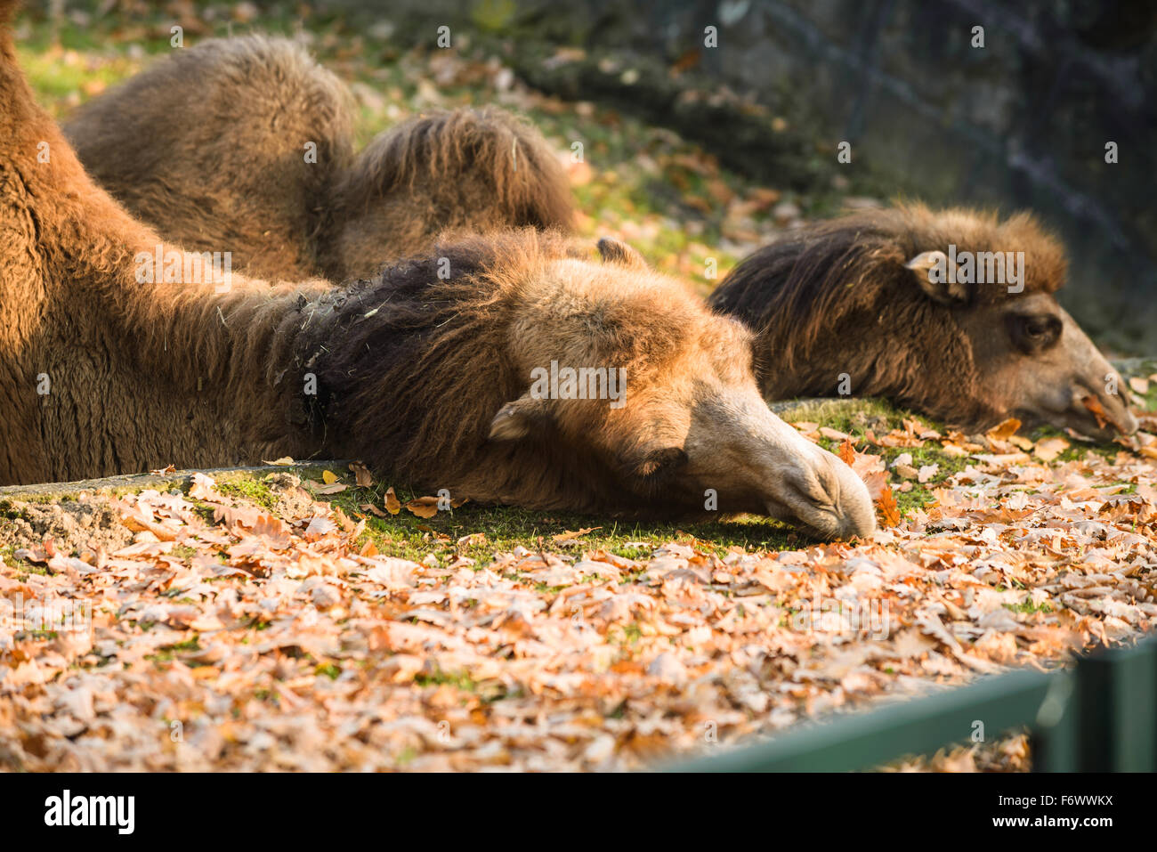 Camel tongue hi-res stock photography and images - Alamy