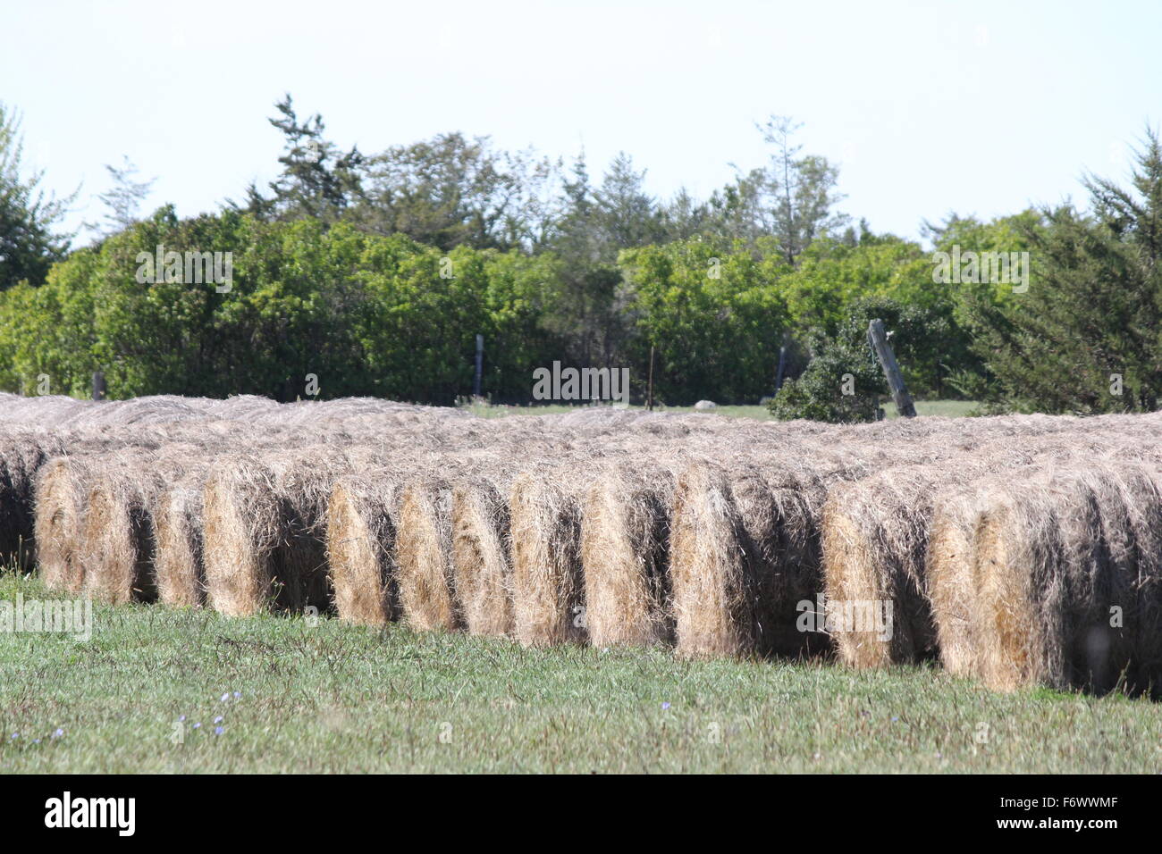 Freshly, rolled, round bales of hay placed close together, in a farm ...