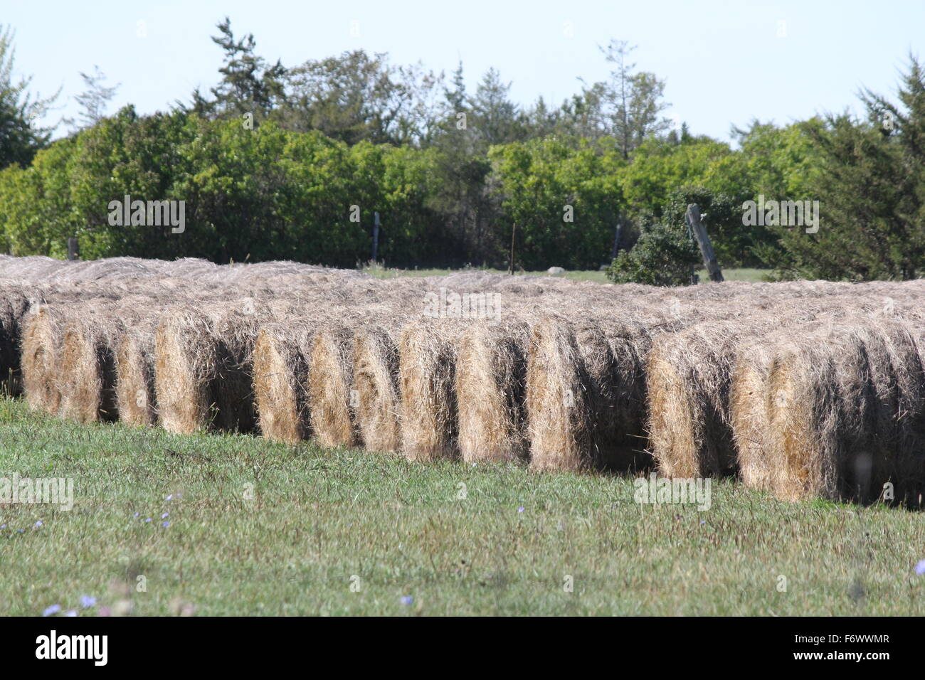Freshly, rolled, round bales of hay placed close together, in a farm ...