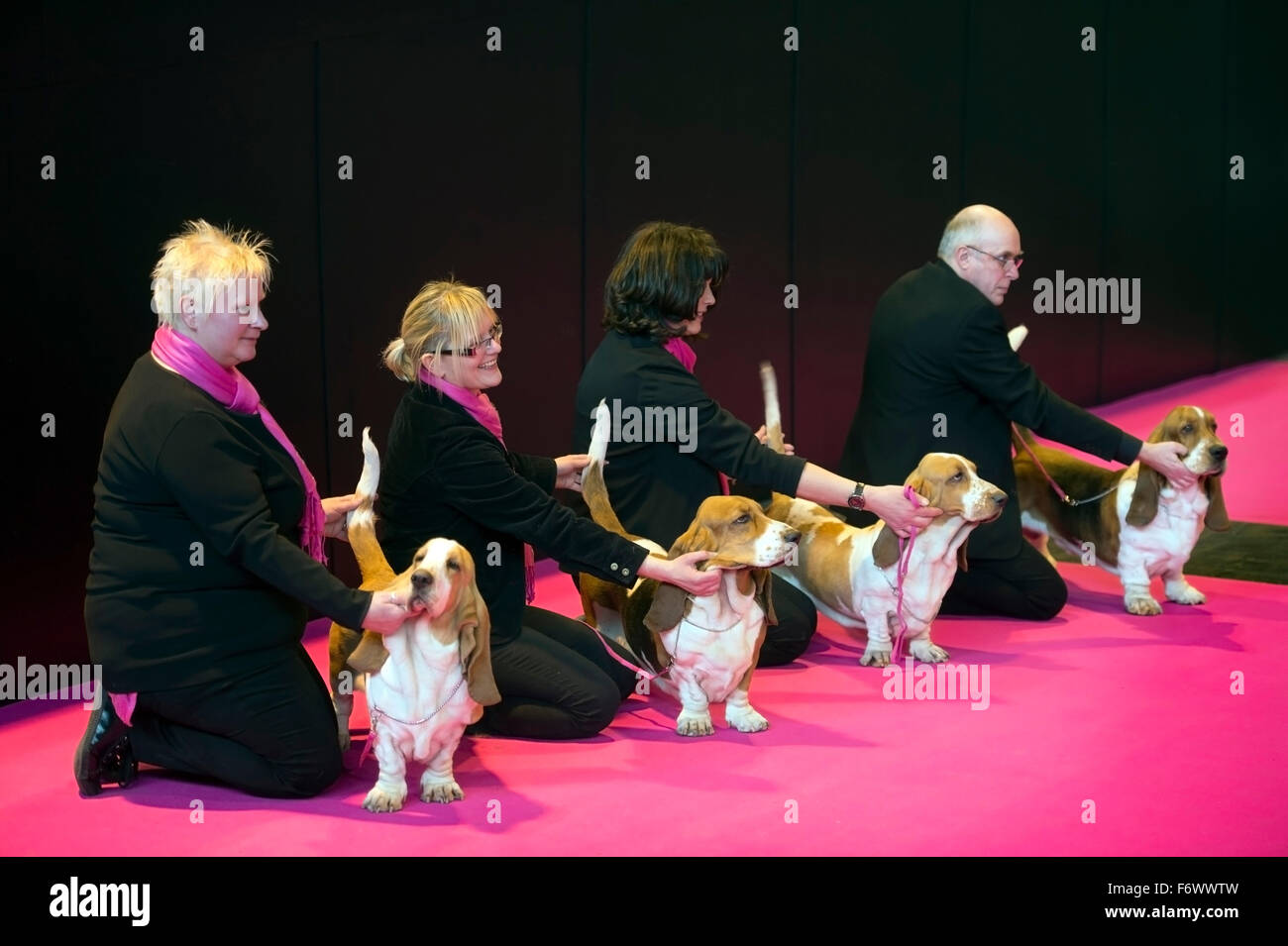 The Crufts dog show at the NEC, Birmingham - a team of Bassett Hounds ...