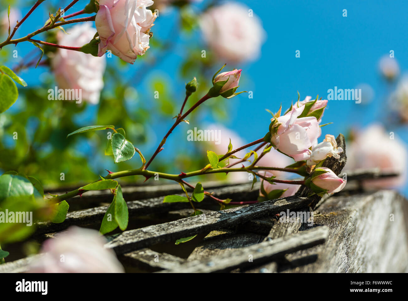 Bush of beautiful roses in a garden. Horizontal shot Stock Photo - Alamy