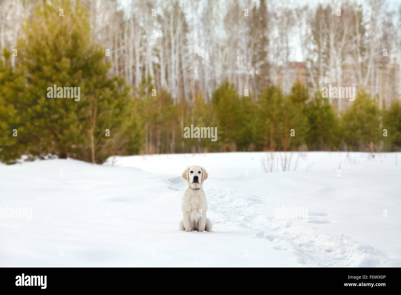 Golden retriever running in winter hi-res stock photography and images ...