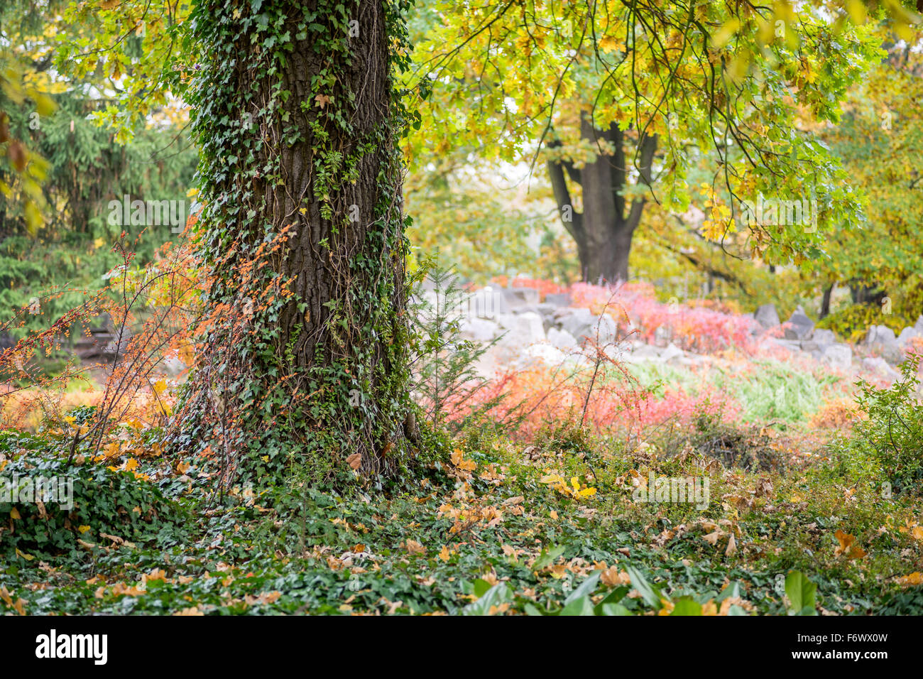 Multicolor autumn fall foliage on the trees and bushes Stock Photo - Alamy