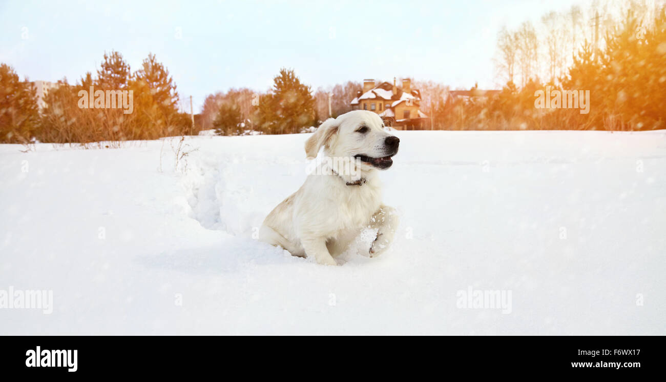 Labrador retriever puppy dog in the winter Stock Photo - Alamy
