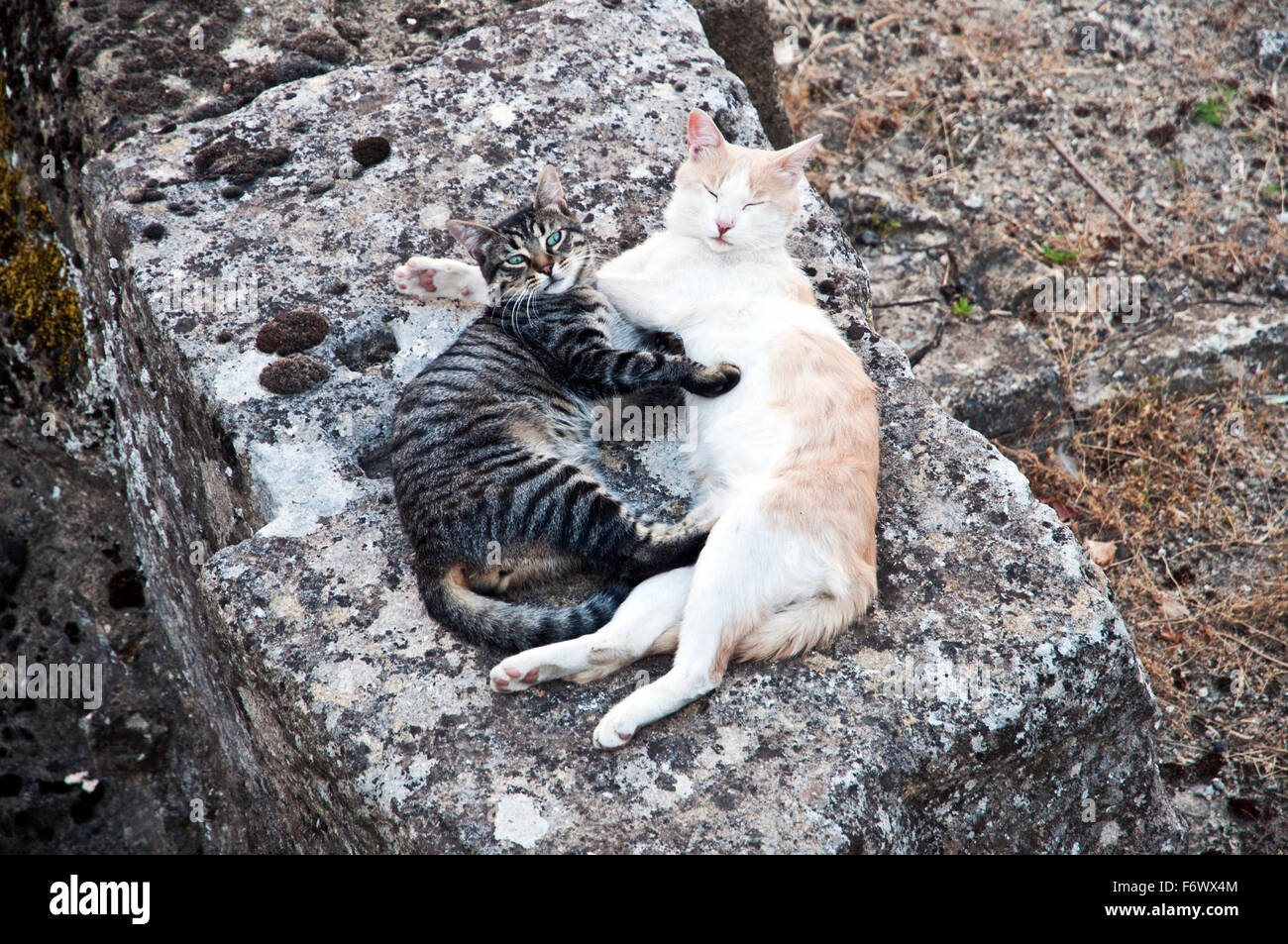 Two house cats (Felis silvestris catus) laying and cuddle on a warm ...
