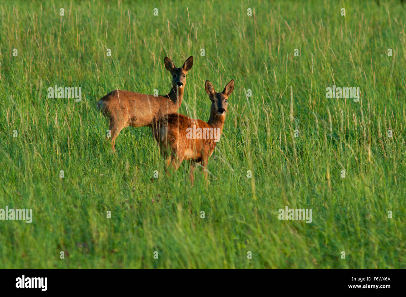 Two deer(Capreolus capreolus) on meadow look directly into the camera ...