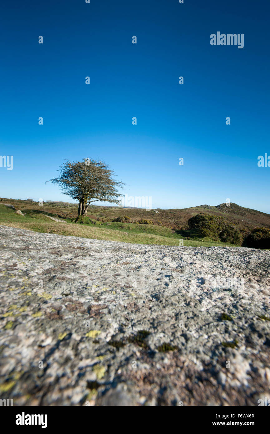 Moorland plants dartmoor hi-res stock photography and images - Alamy