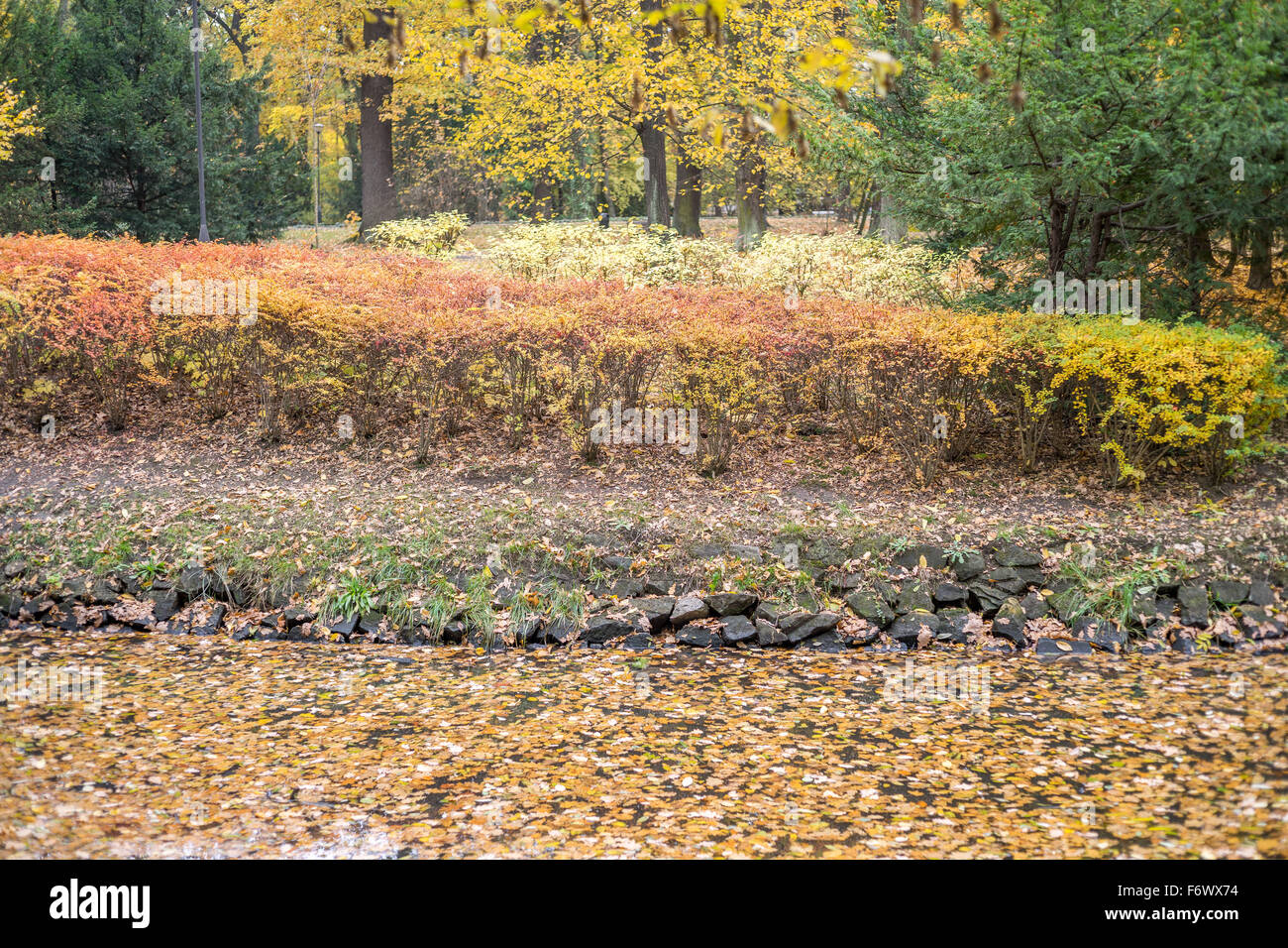 Multicolor autumn fall foliage on the trees and bushes Stock Photo - Alamy