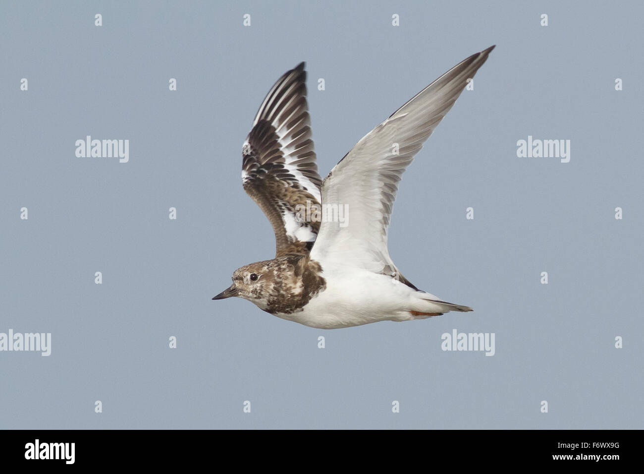 Turnstone flight hi-res stock photography and images - Alamy