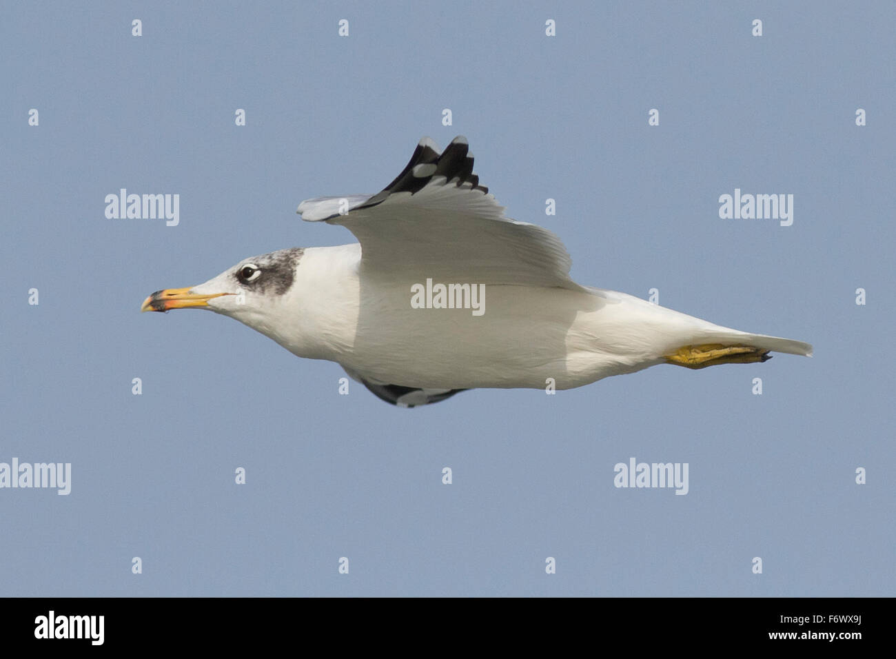 Pallas's Gull (Ichthyaetus ichthyaetus) in flight Stock Photo - Alamy
