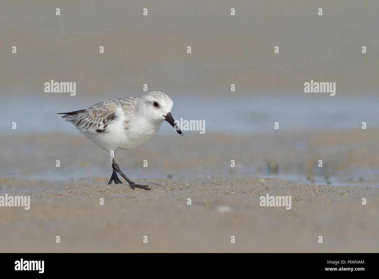Sanderling species hi-res stock photography and images - Alamy
