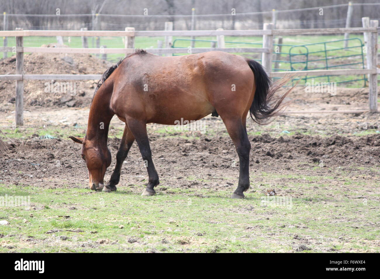 Corral animals hi-res stock photography and images - Alamy