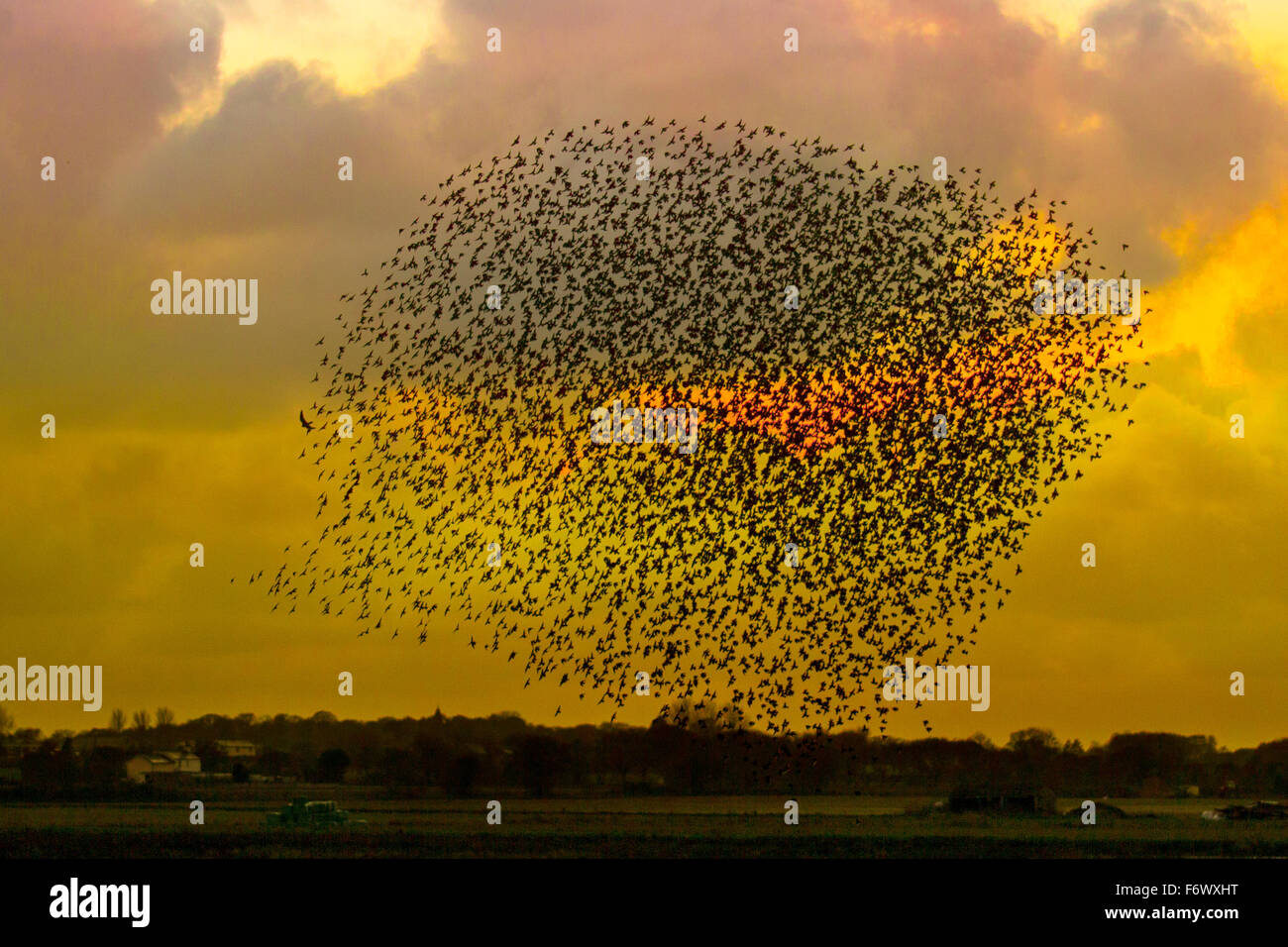 Mumuration hi-res stock photography and images - Alamy
