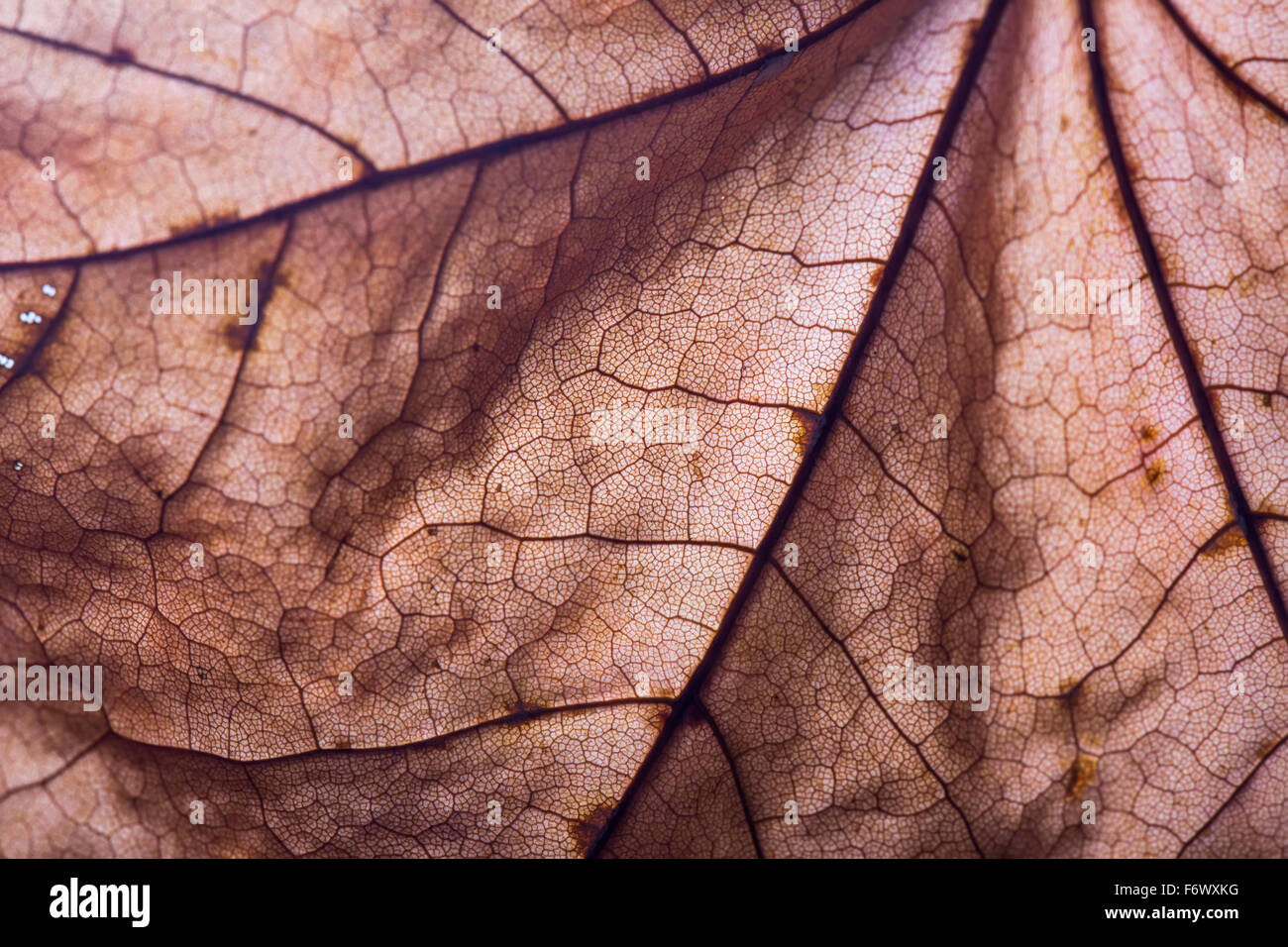 Abstract foliage design hi-res stock photography and images - Alamy