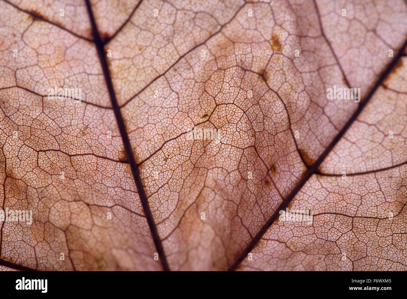 Closeup background colored tree hi-res stock photography and images - Alamy
