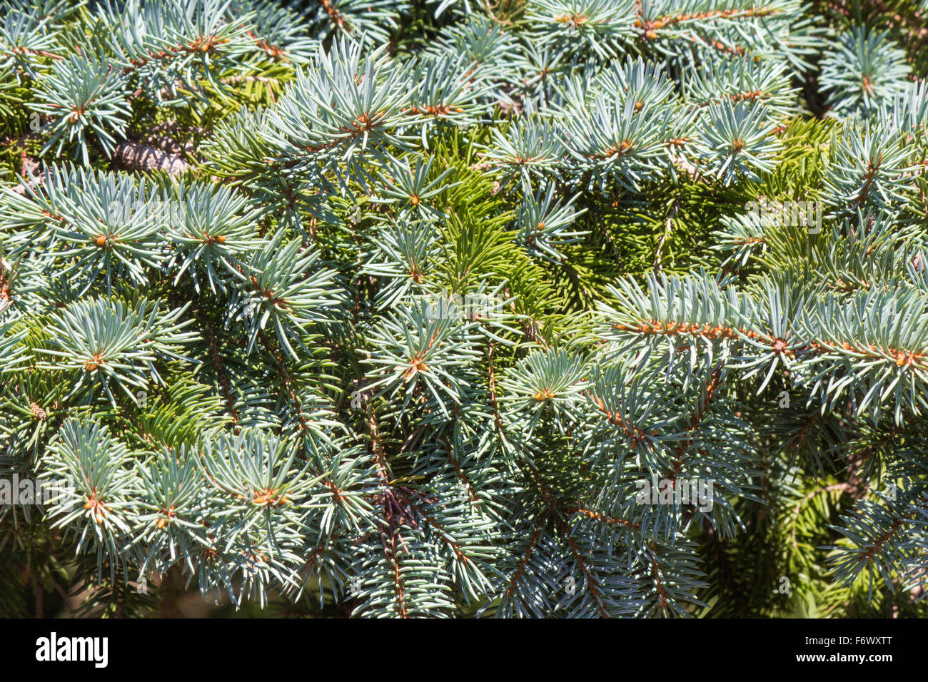 Close-up of a portion of spruce wood with lots of young green branches ...