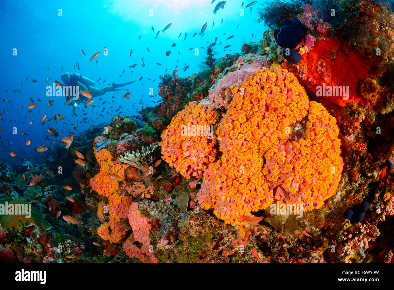 Hard coral polyps hi-res stock photography and images - Alamy
