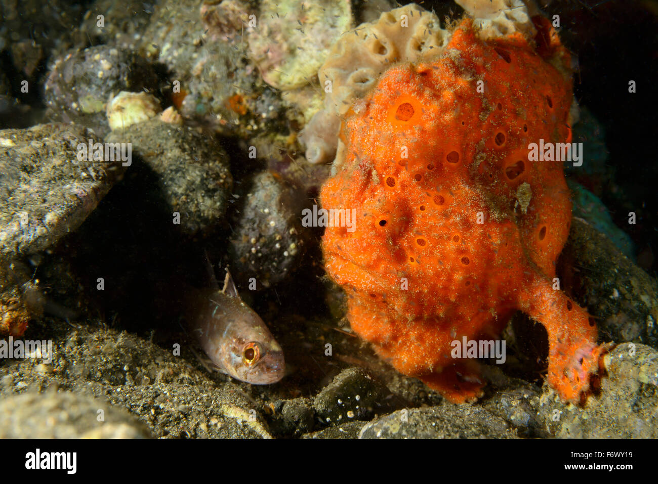 Antennarius pictus, Painted or Spotted anglerfish, Alor Archipelago ...