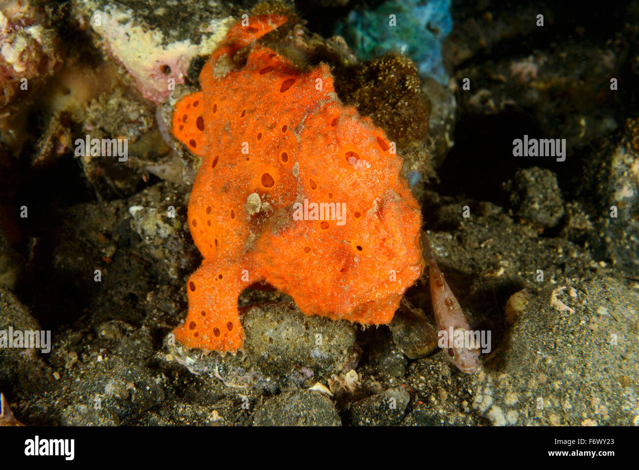 Anglerfish hi-res stock photography and images - Alamy