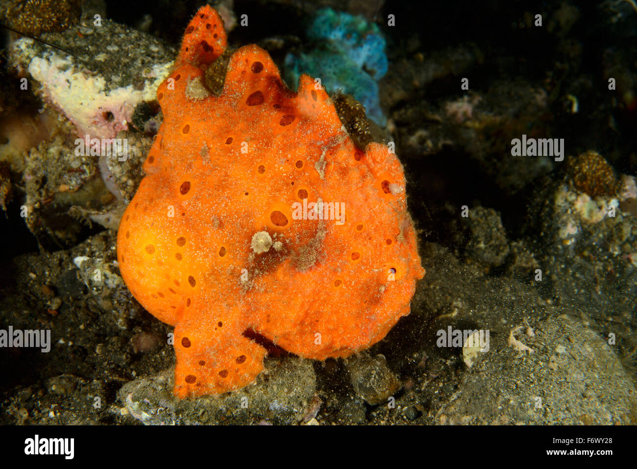 Antennarius pictus, Painted or Spotted anglerfish, Alor Archipelago ...