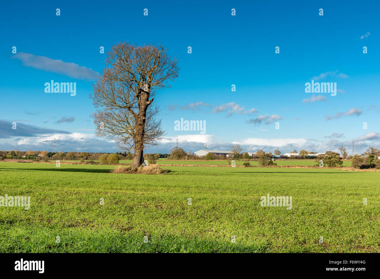 Isolated tree field hi-res stock photography and images - Alamy