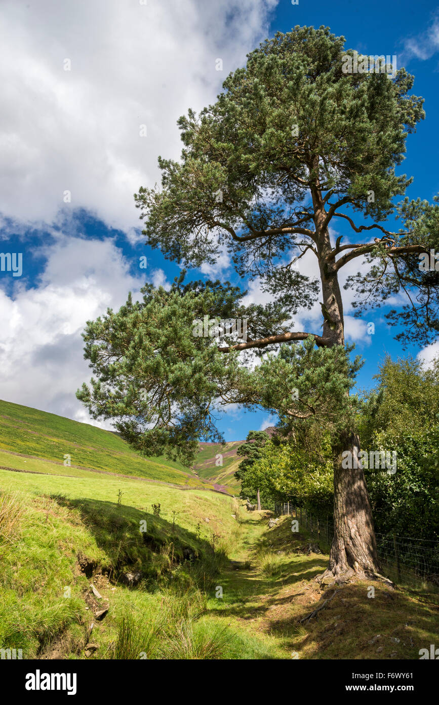 Scots pine tree hi-res stock photography and images - Alamy