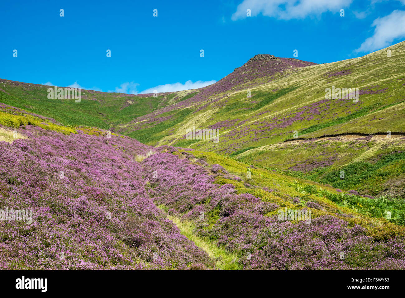 Purple flowering heather on the hills near Edale of the Peak District ...