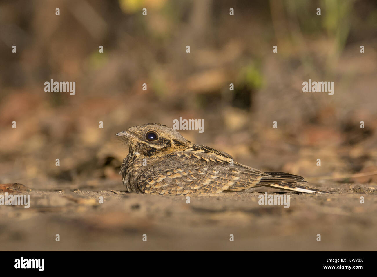 Indian Nightjar - Caprimulgus asiaticus Stock Photo - Alamy