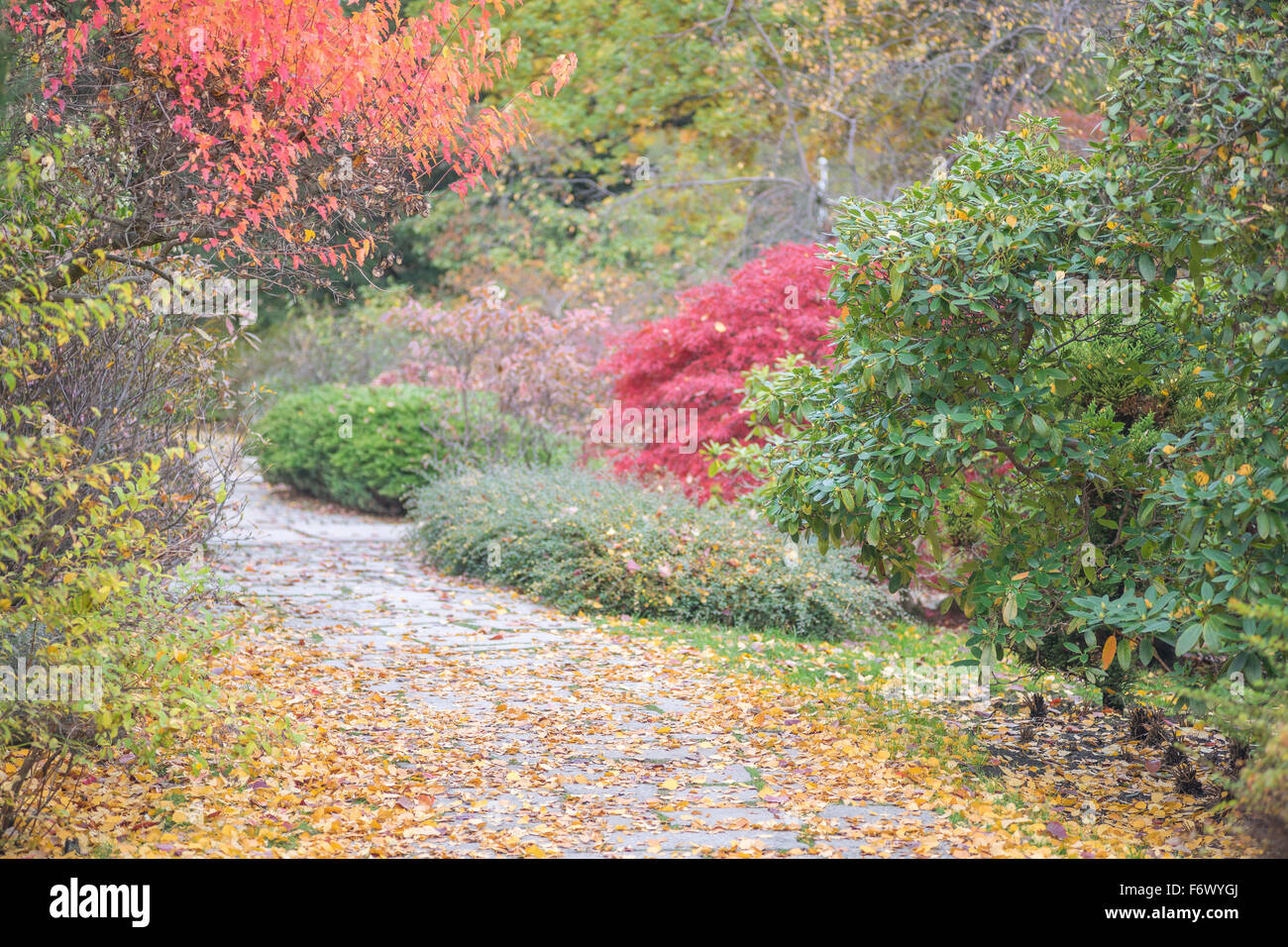Japanese trees hi-res stock photography and images - Alamy