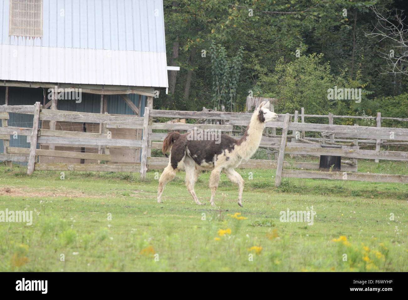 Llama on a small hobby farm. The Llama is a domesticated South American ...