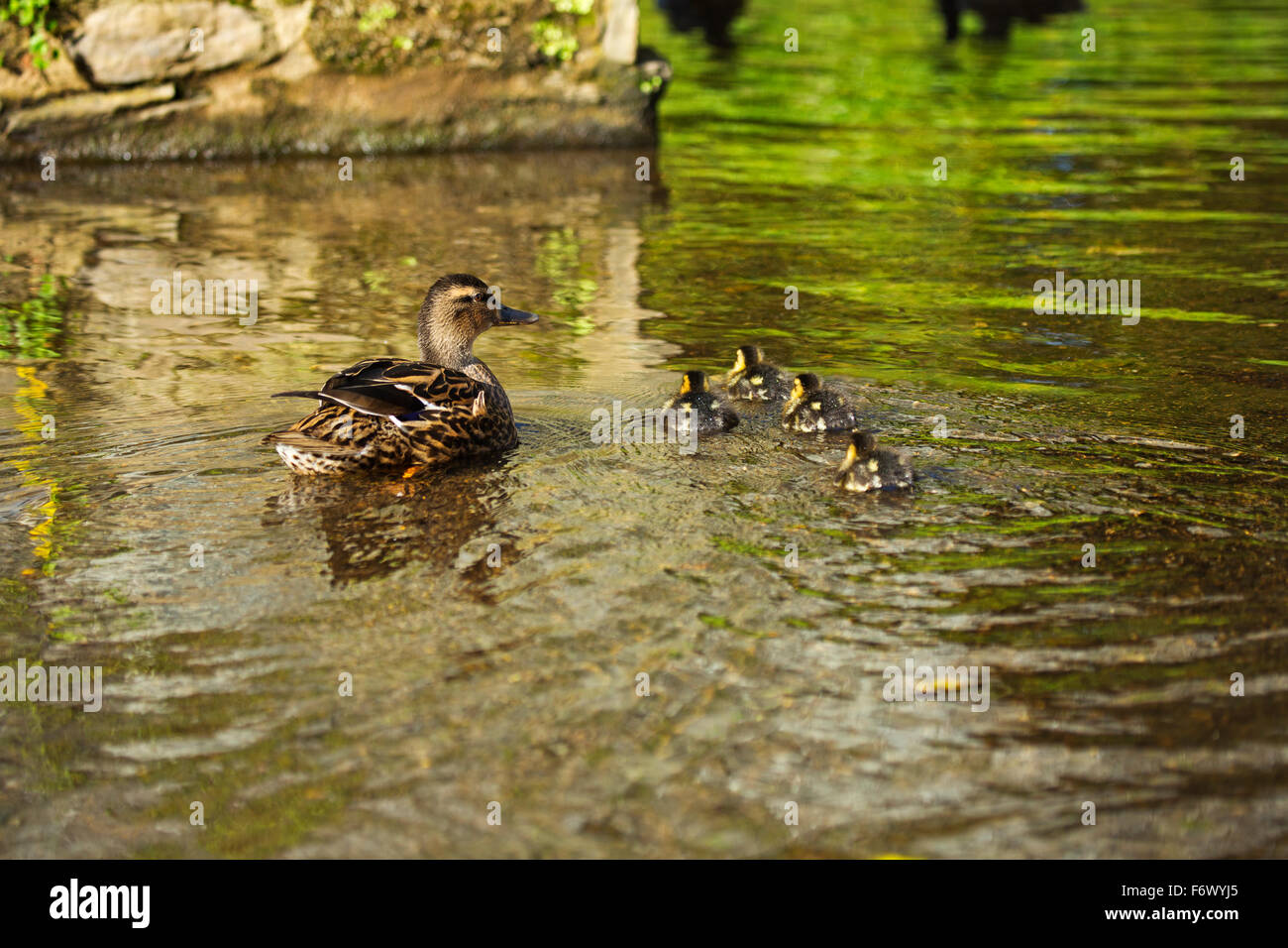 Mallard duck with ducklings Stock Photo - Alamy