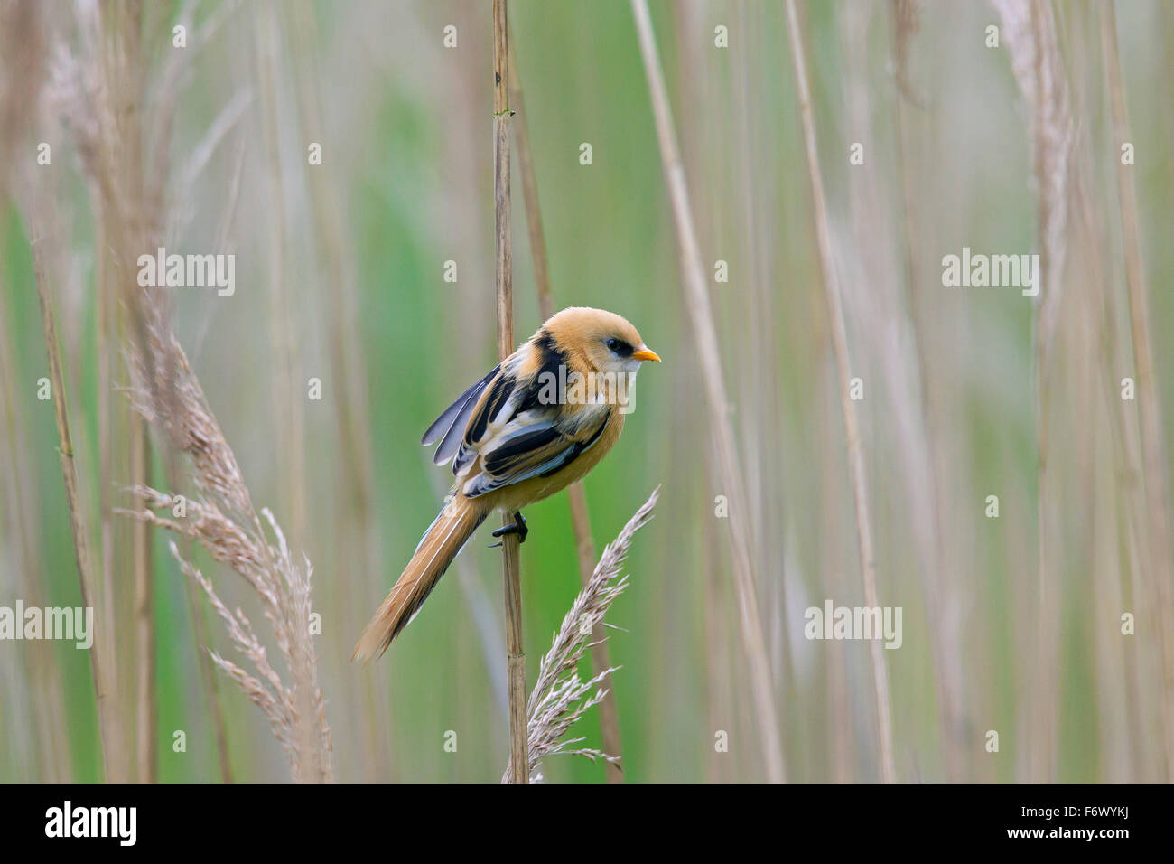 Bearded Reedling / Bearded Tit (Panurus biarmicus) juvenile clinging to ...